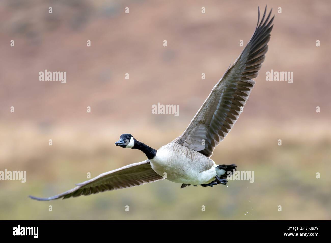 A goose flying with wide open wings in a park Stock Photo - Alamy