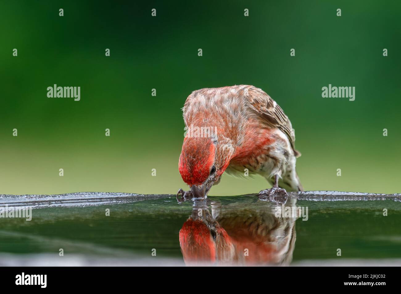 A closeup of a Male House Finch drinking water from a birdbath Stock ...