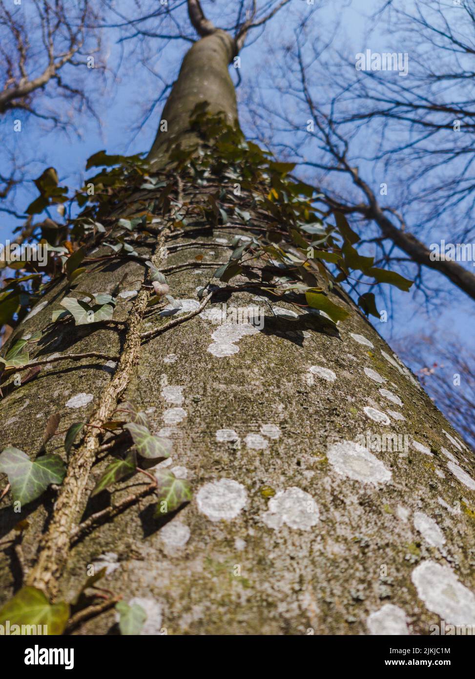 Sky and tall tree hi-res stock photography and images - Alamy