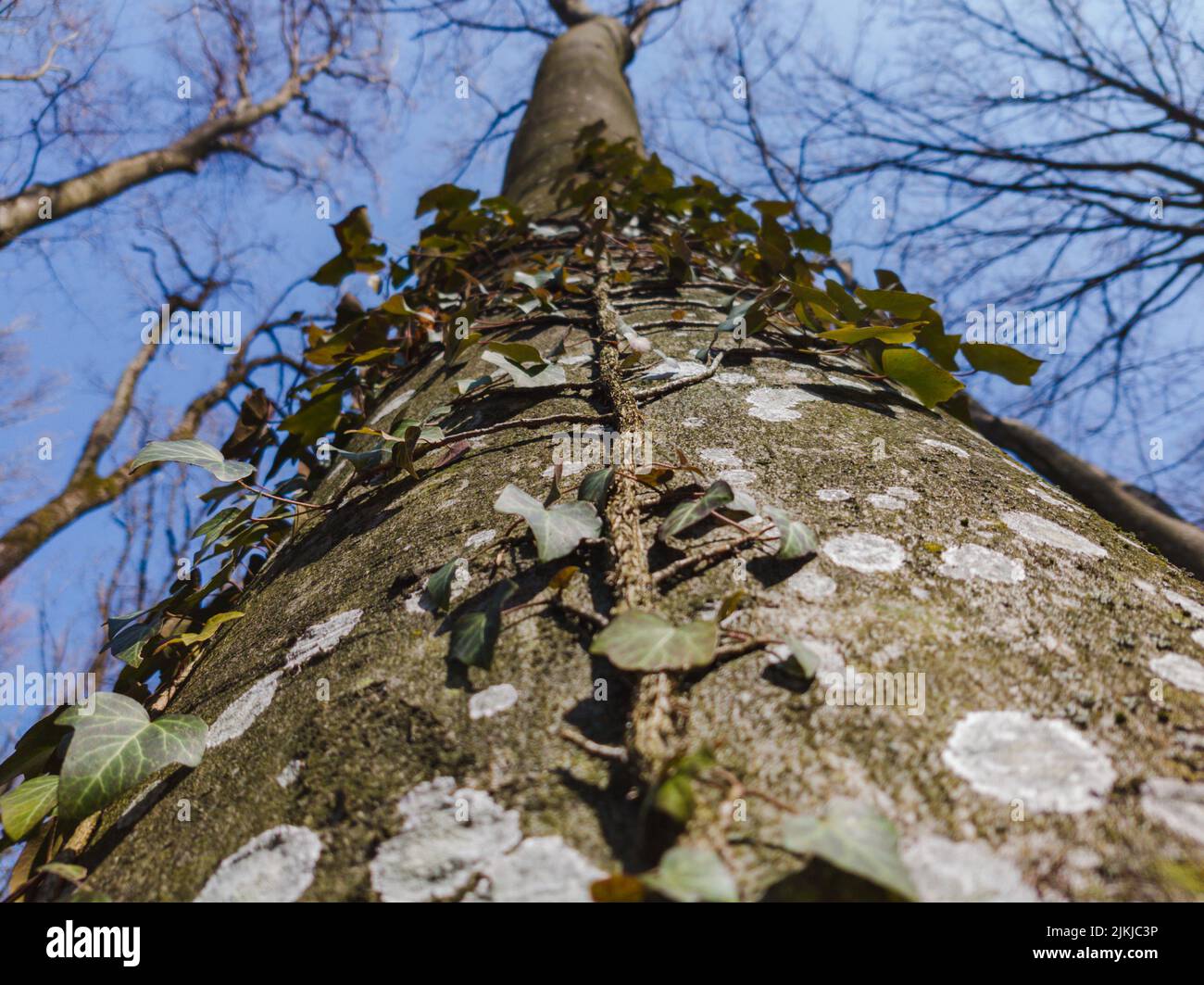 Ivy growing tree trunk hi-res stock photography and images - Alamy