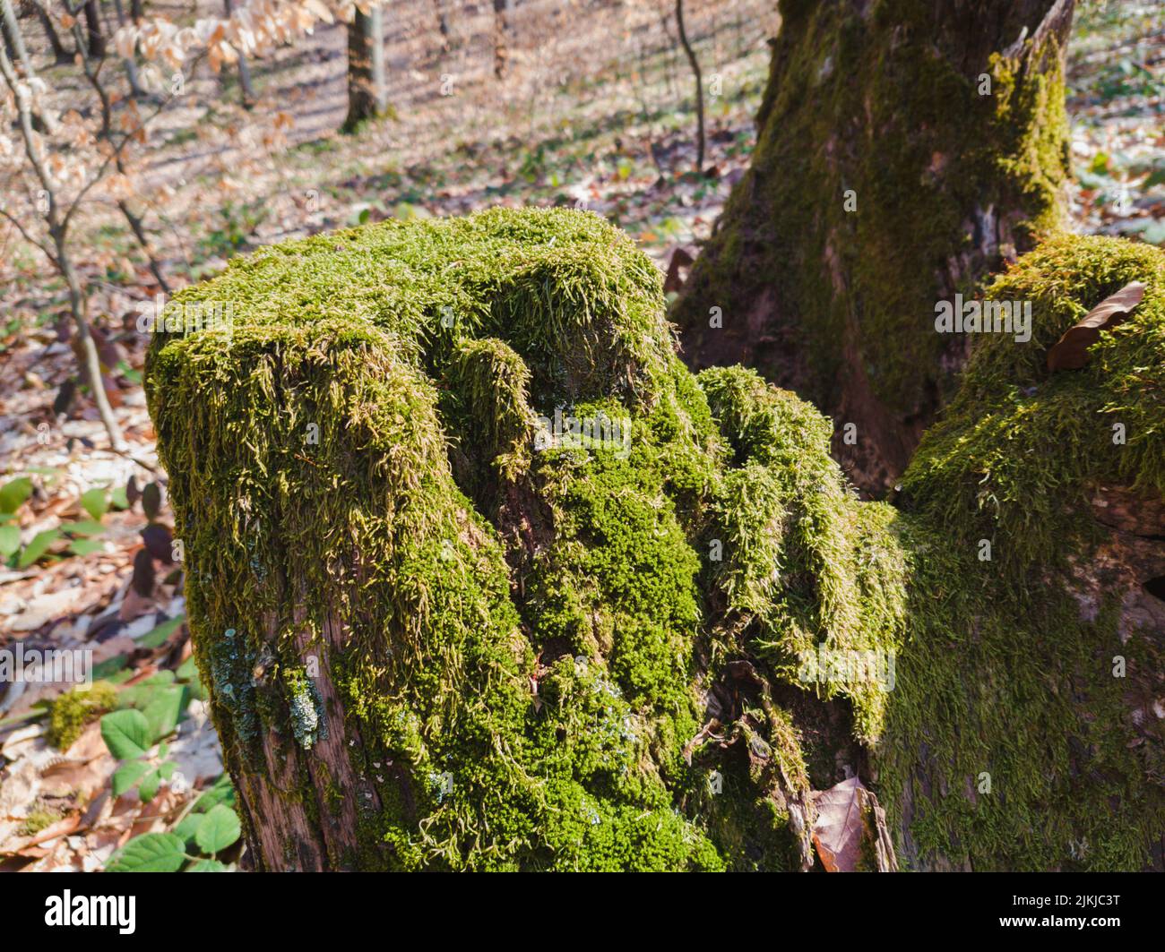 A close-up shot of tree stumps covered in moss Stock Photo - Alamy