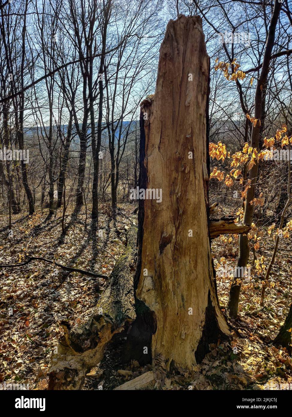 Vertical garden in the woods hi-res stock photography and images - Alamy