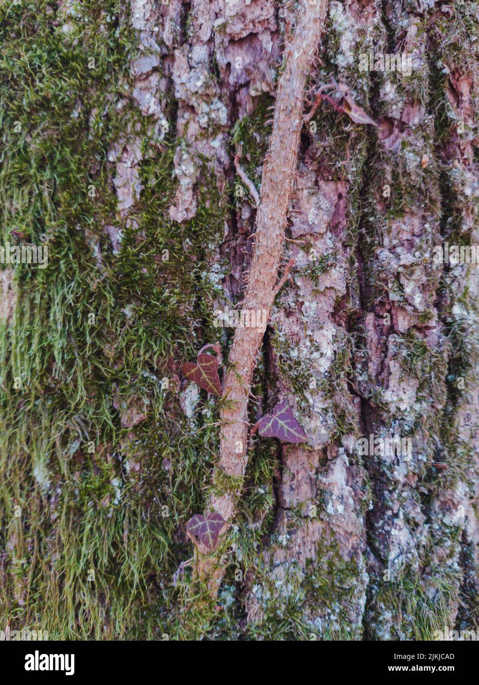 A closeup of the ivy plant growing on a tree bark covered in moss Stock ...