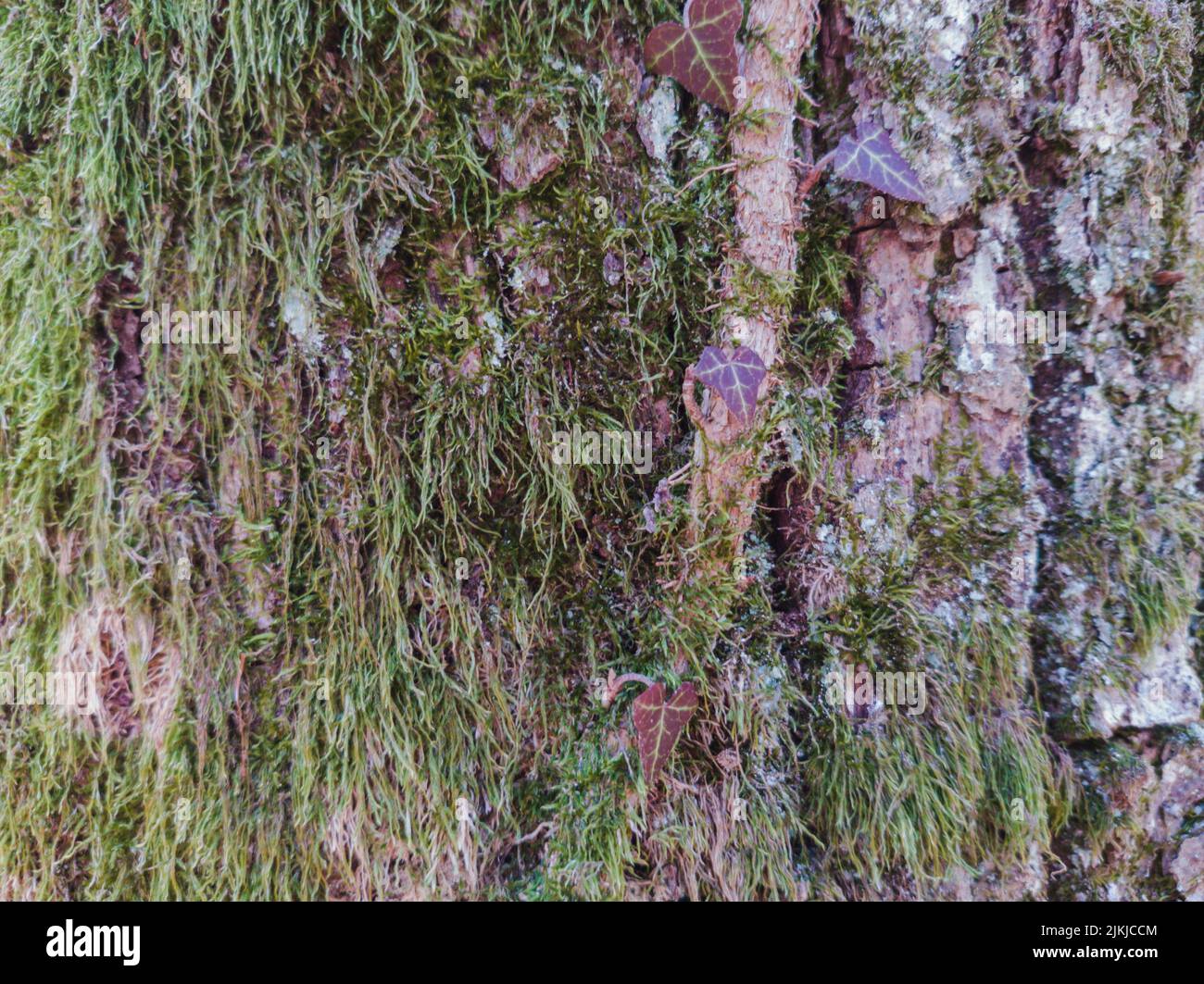 A closeup of the ivy plant growing on a tree bark covered in moss Stock ...