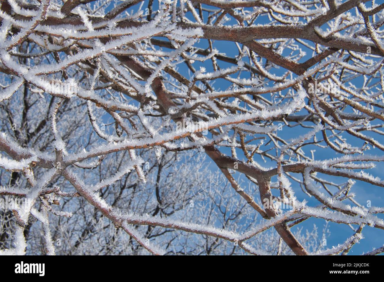 A beautiful view of the tree branches covered in frost in the garden ...
