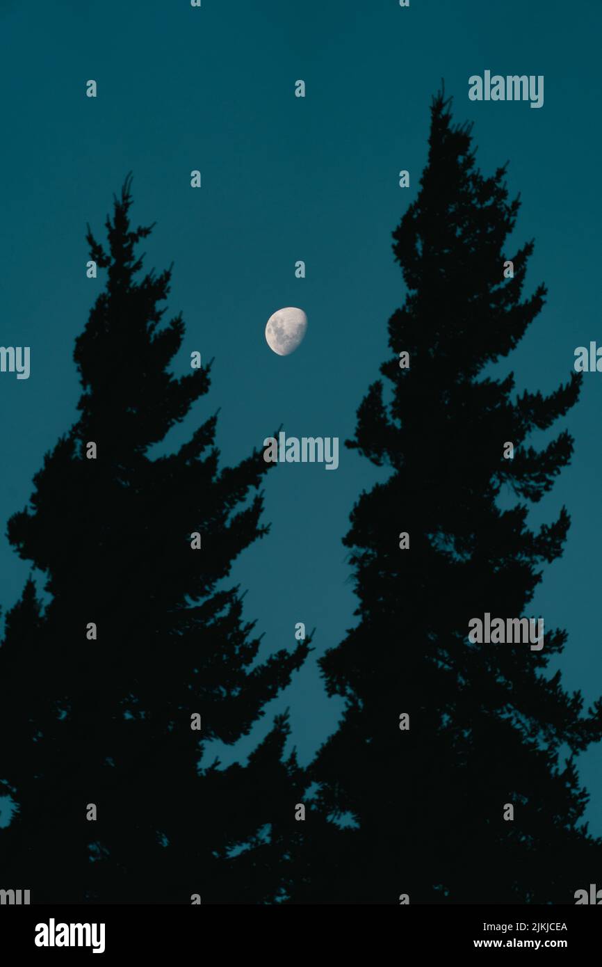 Night moon pine trees nobody vertical hi-res stock photography and ...