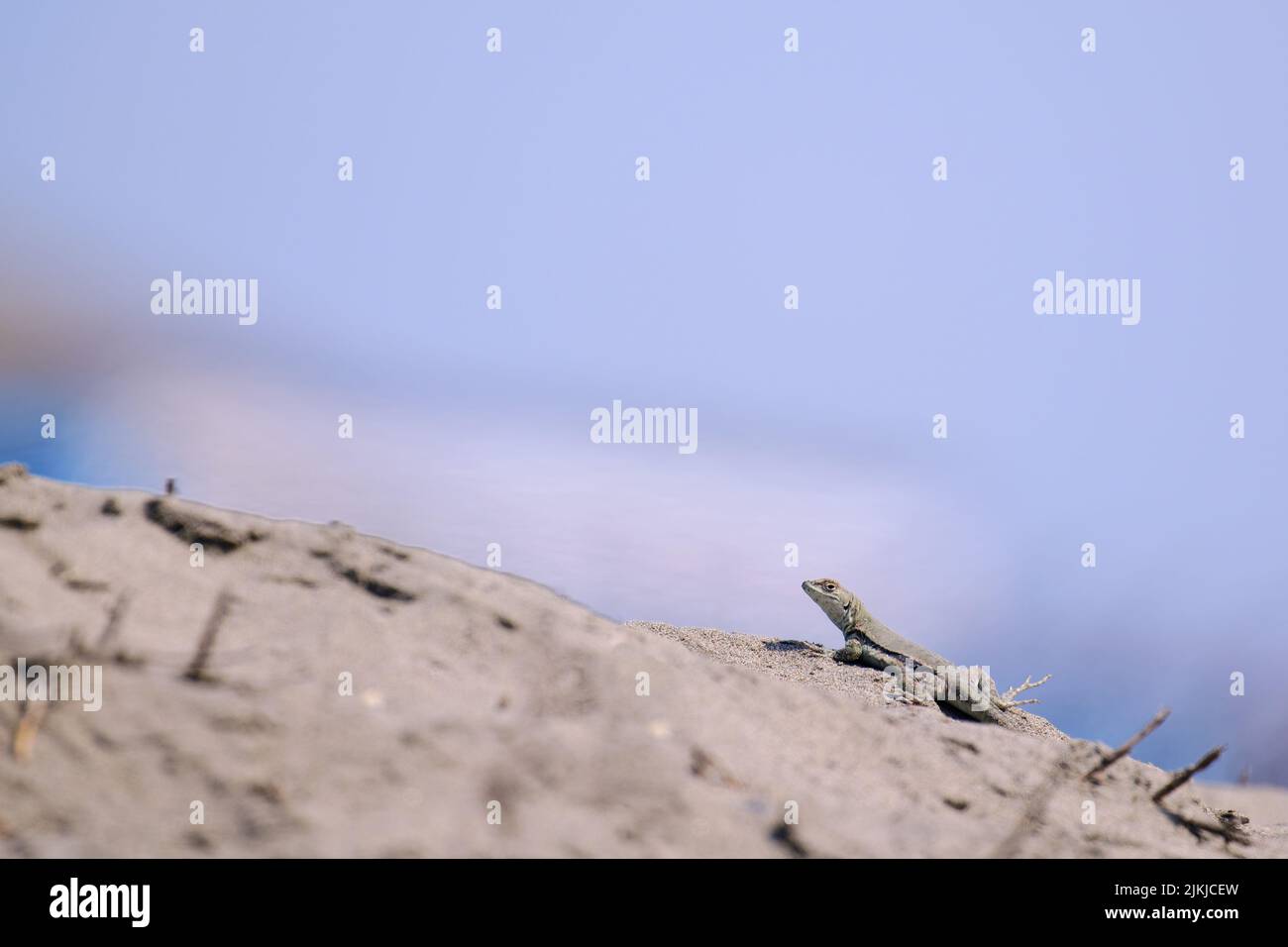 Tropidurid lizard hi-res stock photography and images - Alamy