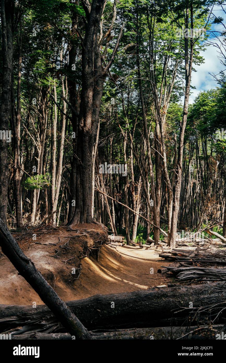 A beautiful view of a trail surrounded by tall trees in the woods Stock ...