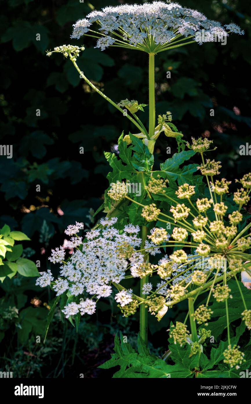 Hemlock in bloom hi-res stock photography and images - Alamy