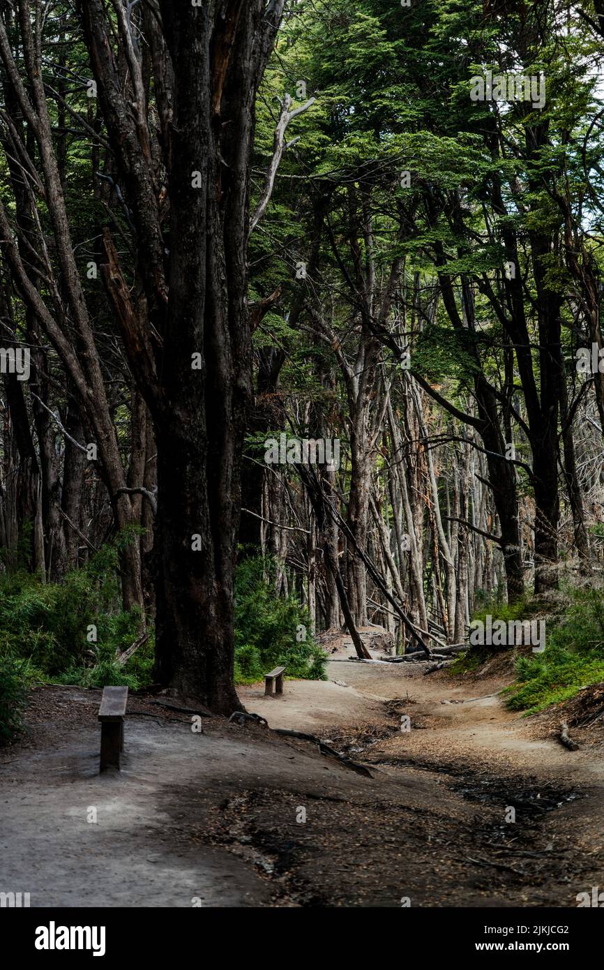 A beautiful view of a trail surrounded by tall trees in the woods Stock ...