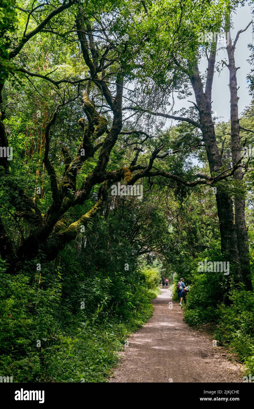 A natural view of a trail in a forest Stock Photo - Alamy