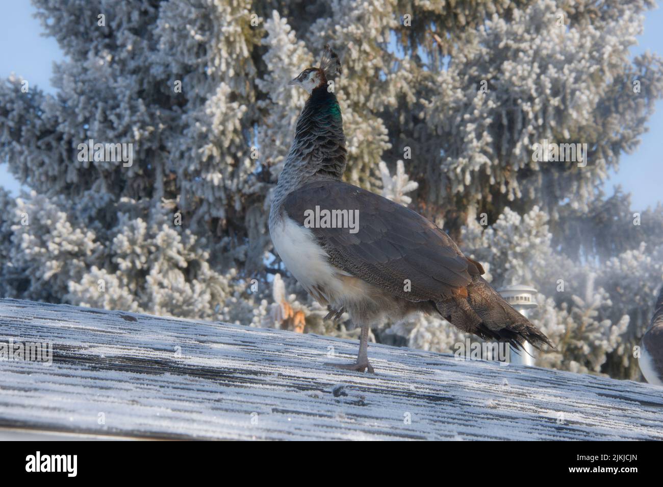 A gray peahen bird on a snowy rooftop Stock Photo - Alamy