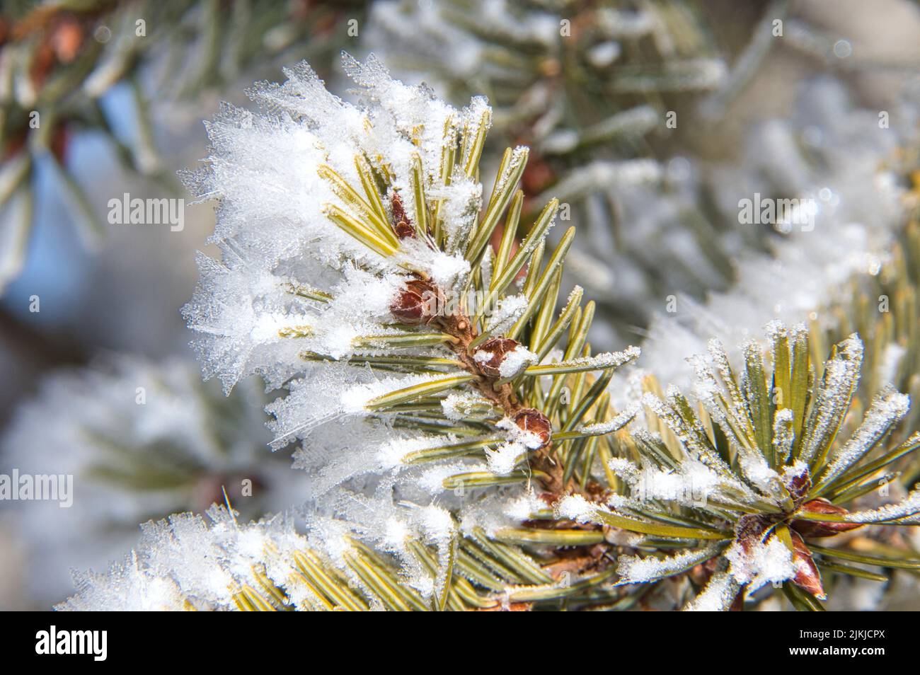 A beautiful view of the tree branches covered in frost in the garden ...