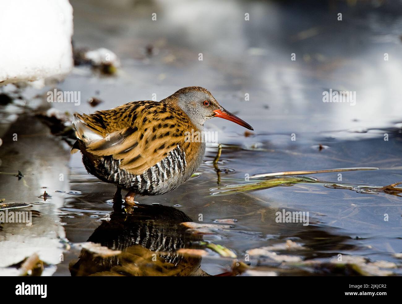 Shallow pond with bird hi-res stock photography and images - Alamy
