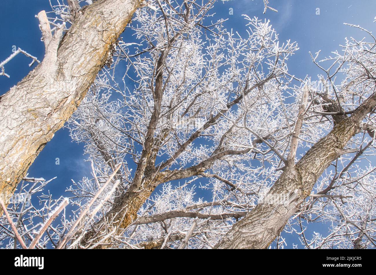 Low tree branches hi-res stock photography and images - Alamy