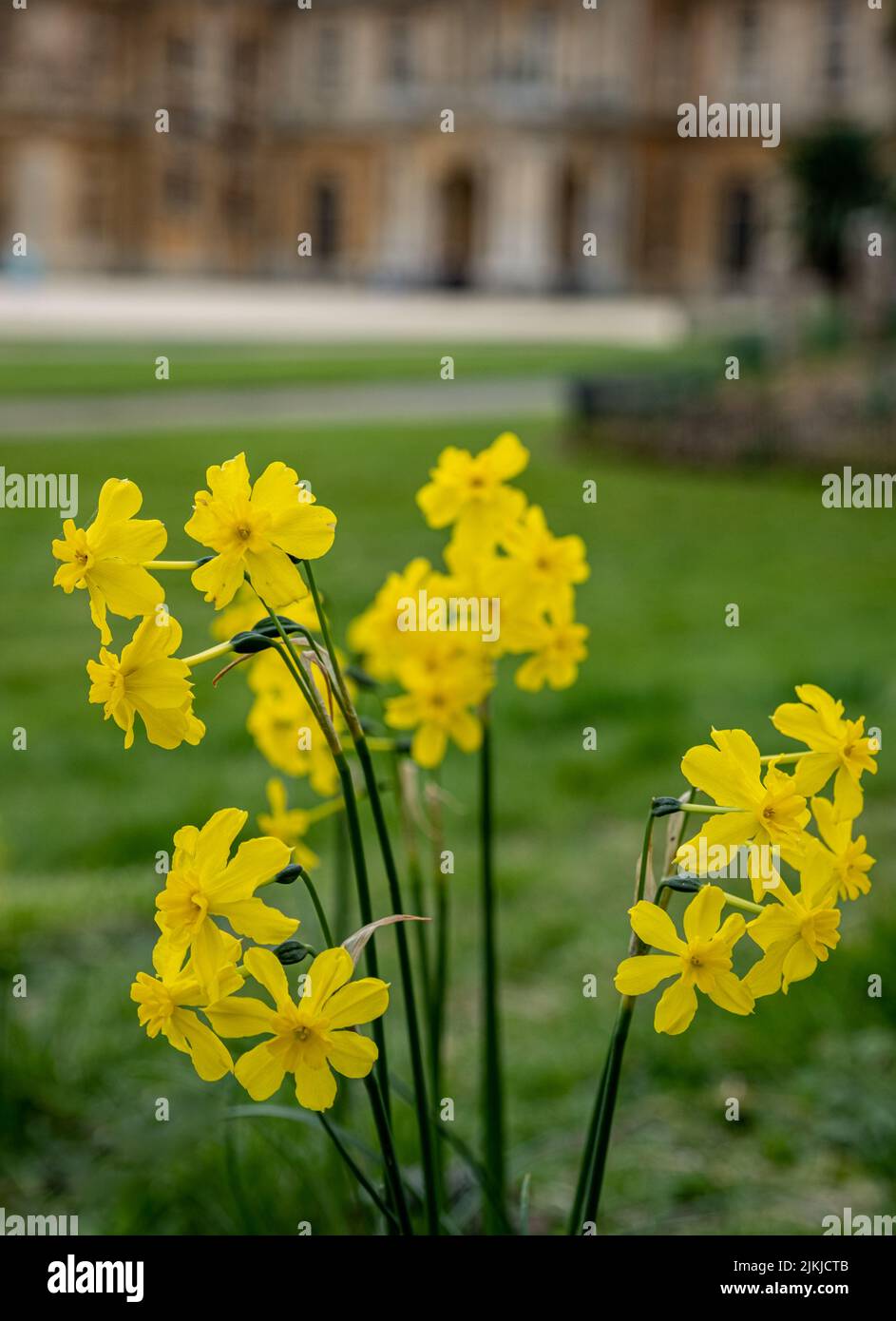 Spring daffodils in full bloom in 'Daffodil Valley' at Waddesdon Manor ...