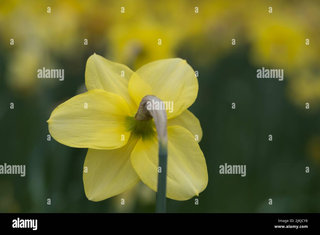 Spring daffodils in full bloom in 'Daffodil Valley' at Waddesdon Manor ...