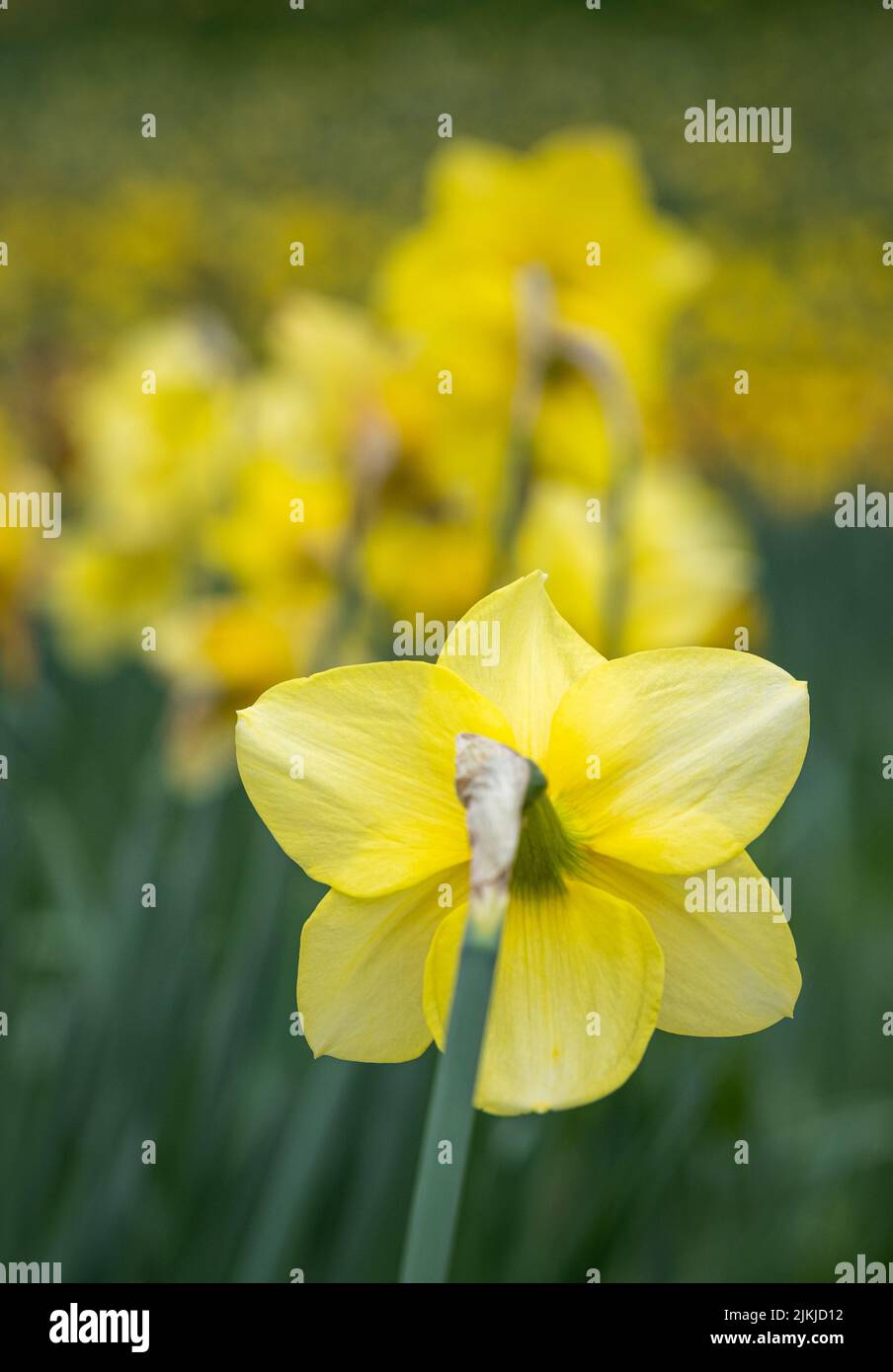 Spring daffodils in full bloom in 'Daffodil Valley' at Waddesdon Manor ...