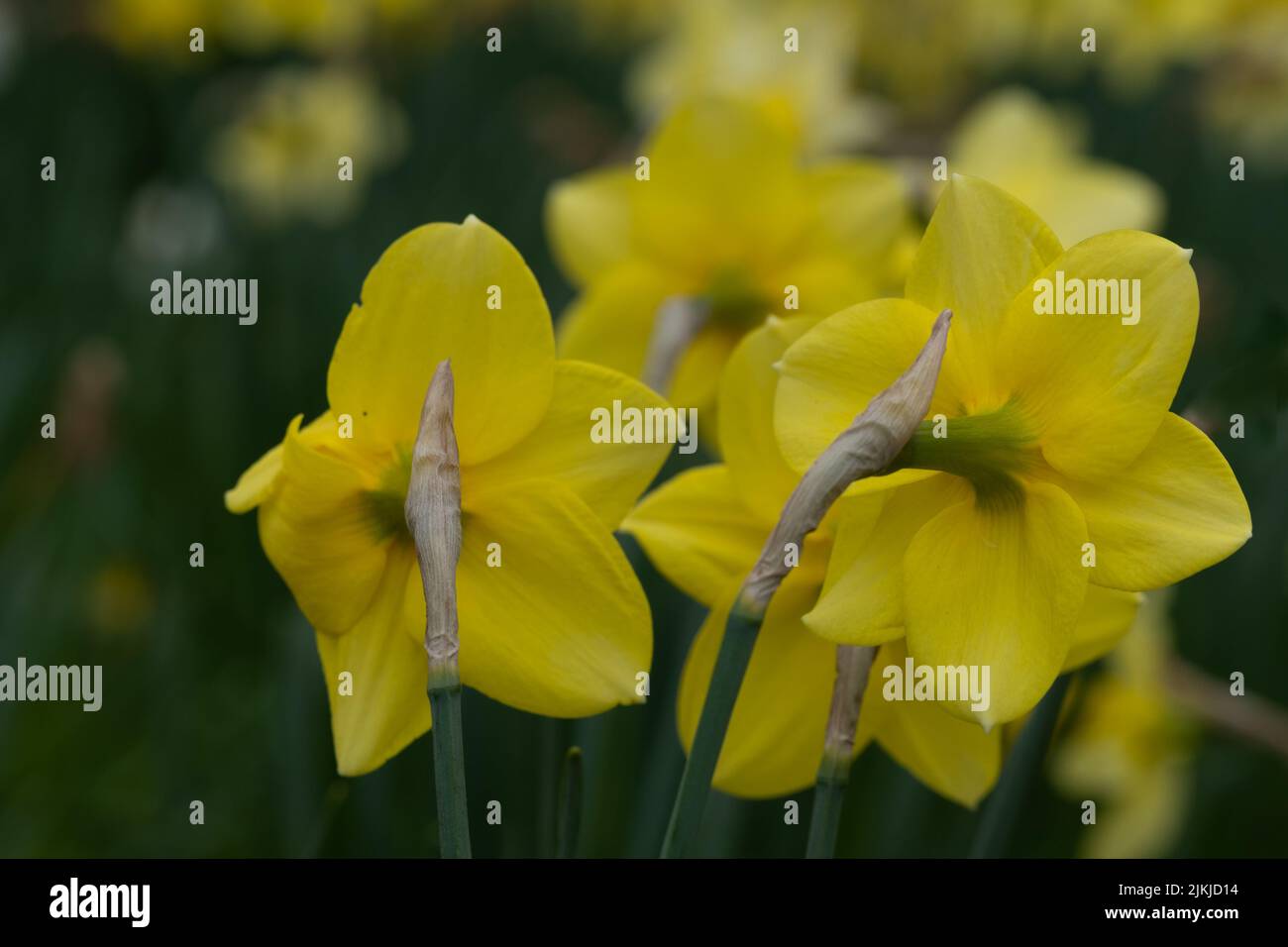 Spring daffodils in full bloom in 'Daffodil Valley' at Waddesdon Manor ...