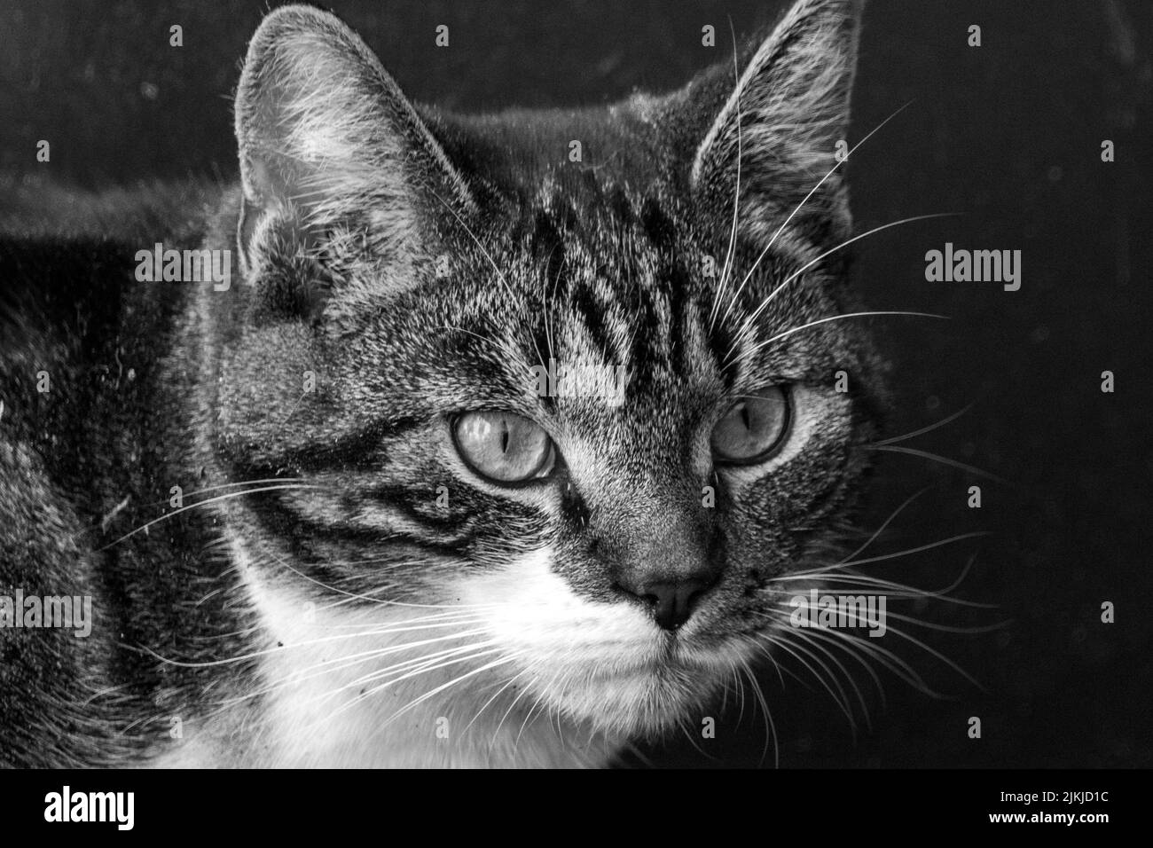 Serious looking cat eyes Black and White Stock Photos & Images - Alamy