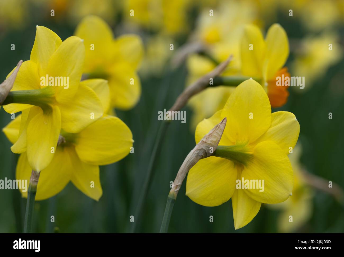 Spring daffodils in full bloom in 'Daffodil Valley' at Waddesdon Manor ...