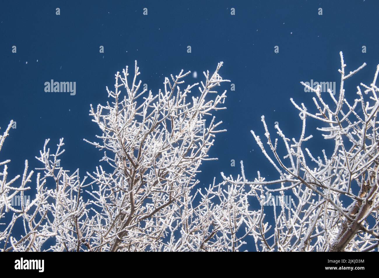 A beautiful view of the tree branches covered in frost in the garden ...