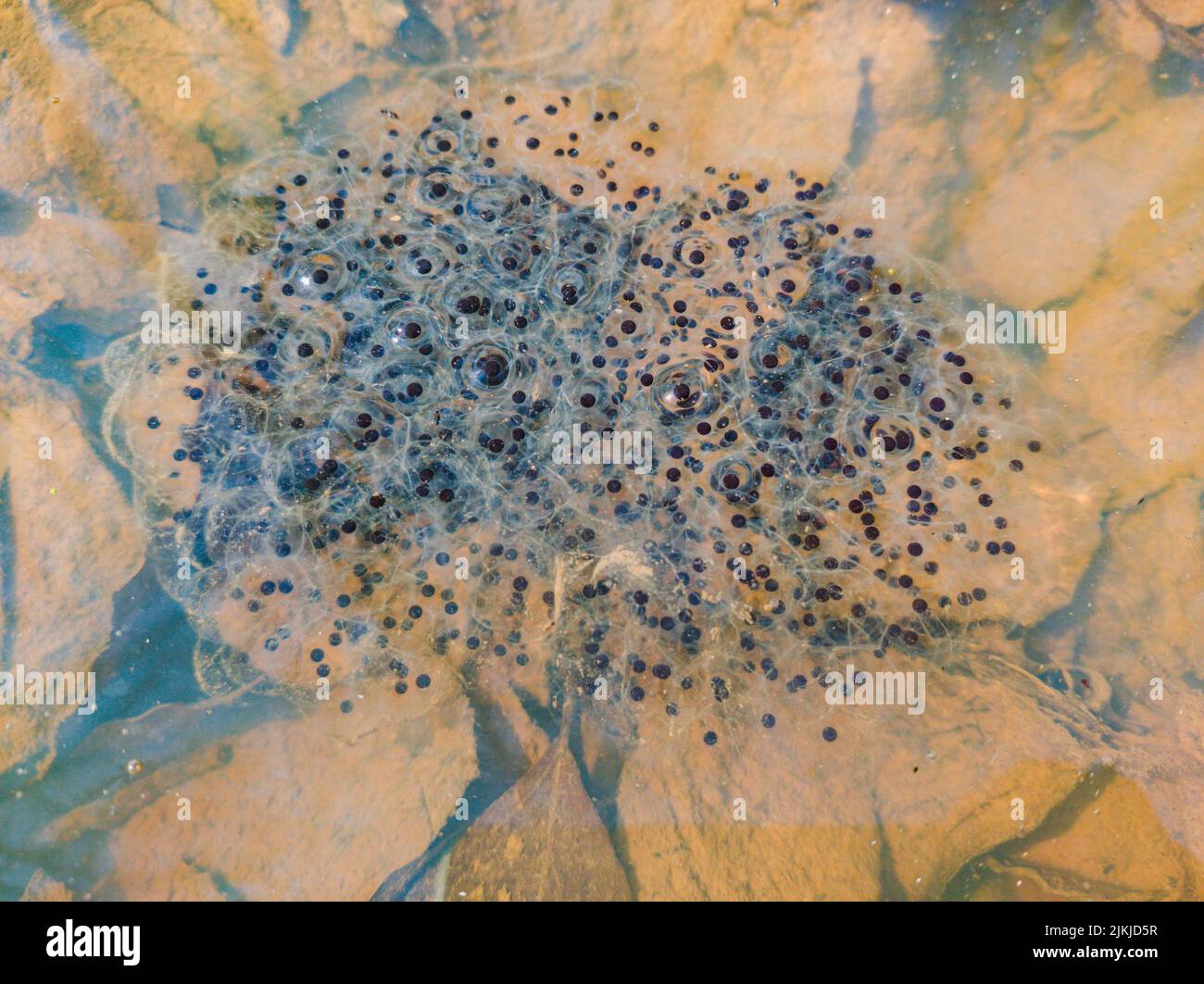 A top view of frog caviar and bubbles in a muddy water Stock Photo - Alamy