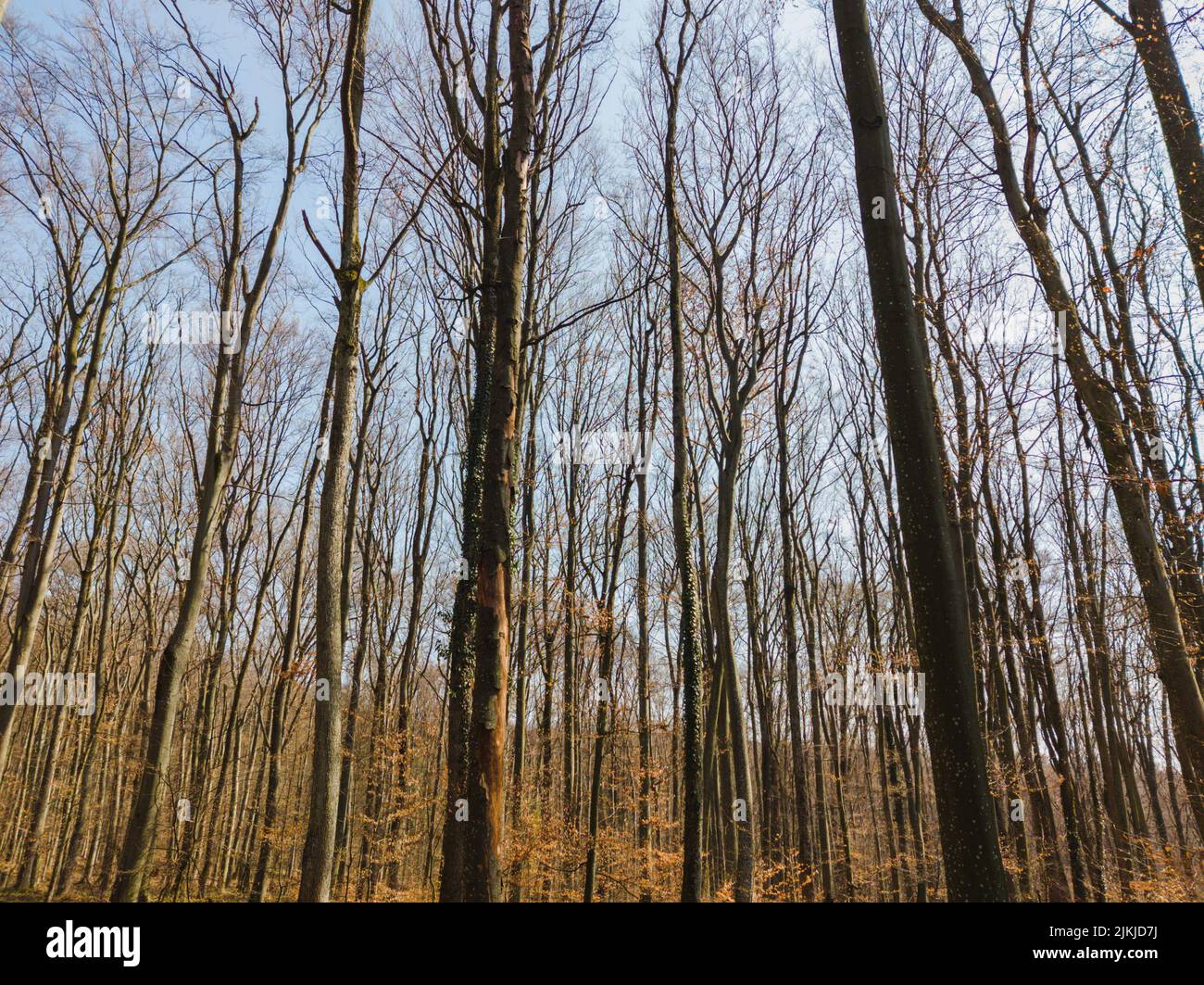 Large trees in a forest hi-res stock photography and images - Alamy