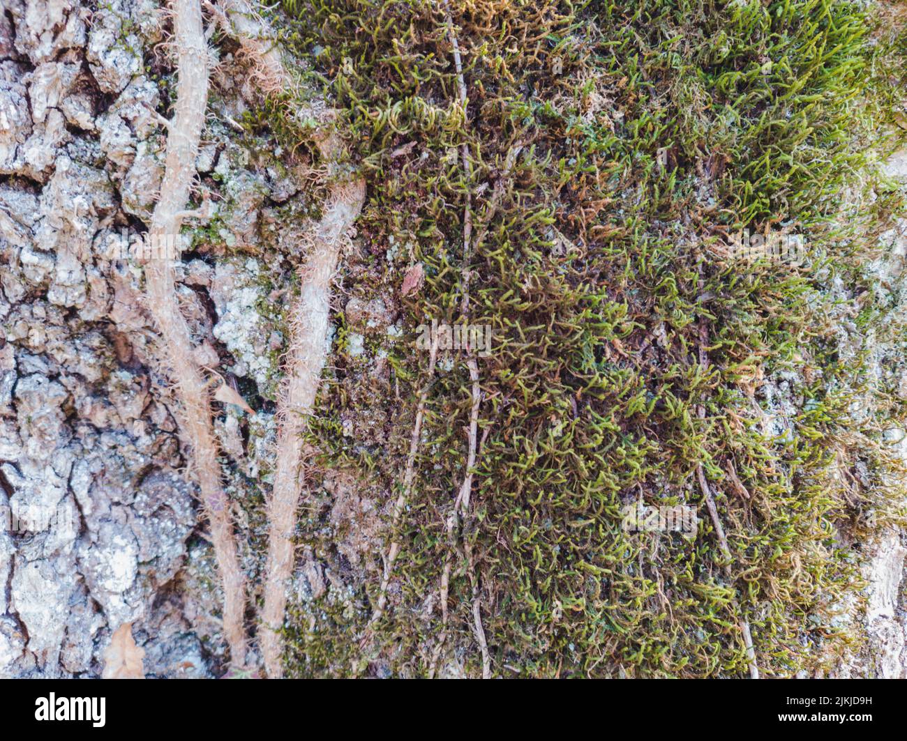 Mossy texture hi-res stock photography and images - Alamy