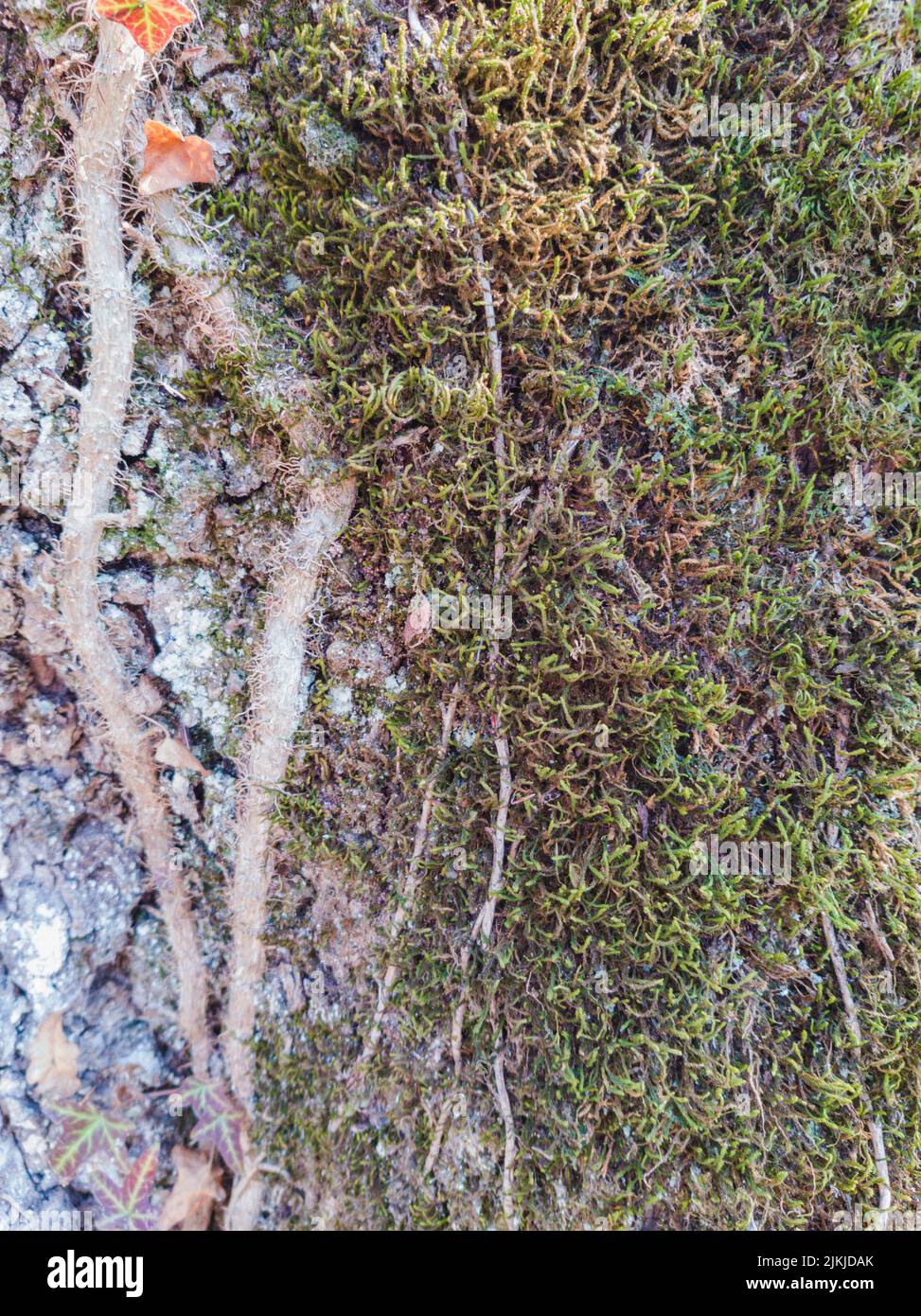 Old mossy tree vertical hi-res stock photography and images - Alamy