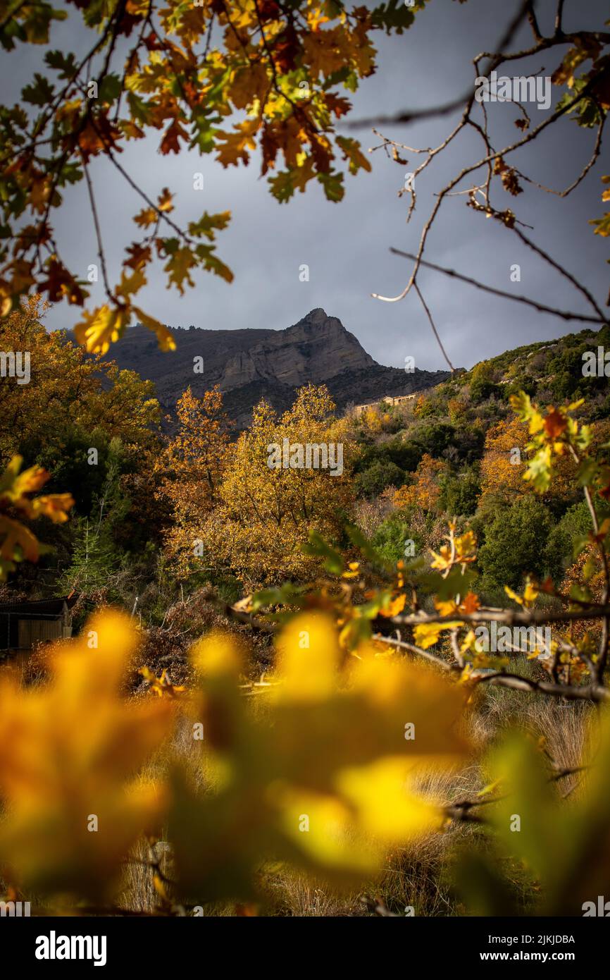 A vertical shot of the autumn scenery colored orange and yellow on the ...