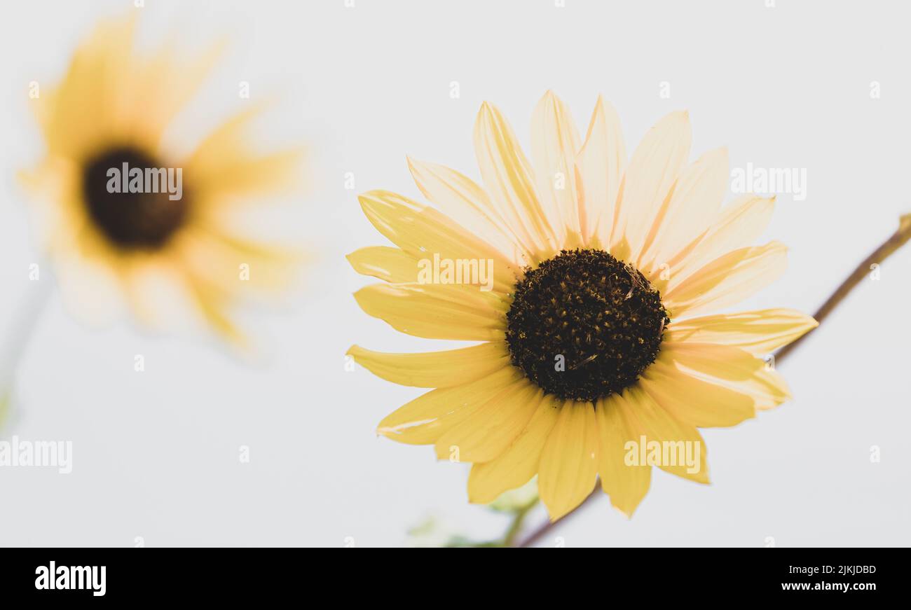 Sunflowers texture hi-res stock photography and images - Alamy