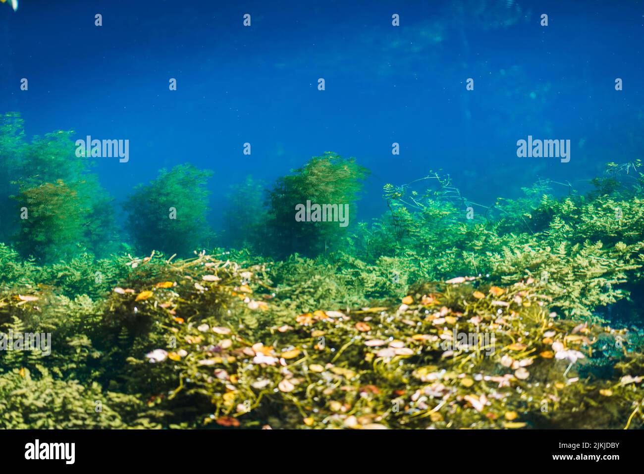 Below water reef hi-res stock photography and images - Alamy
