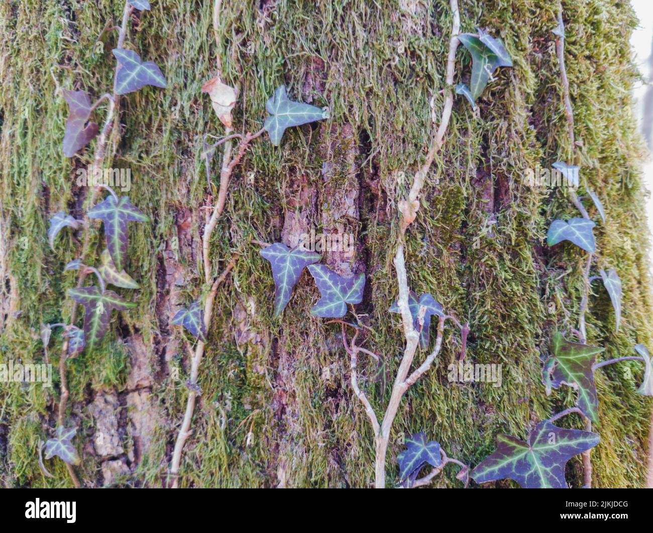Tree climbing plant hi-res stock photography and images - Alamy
