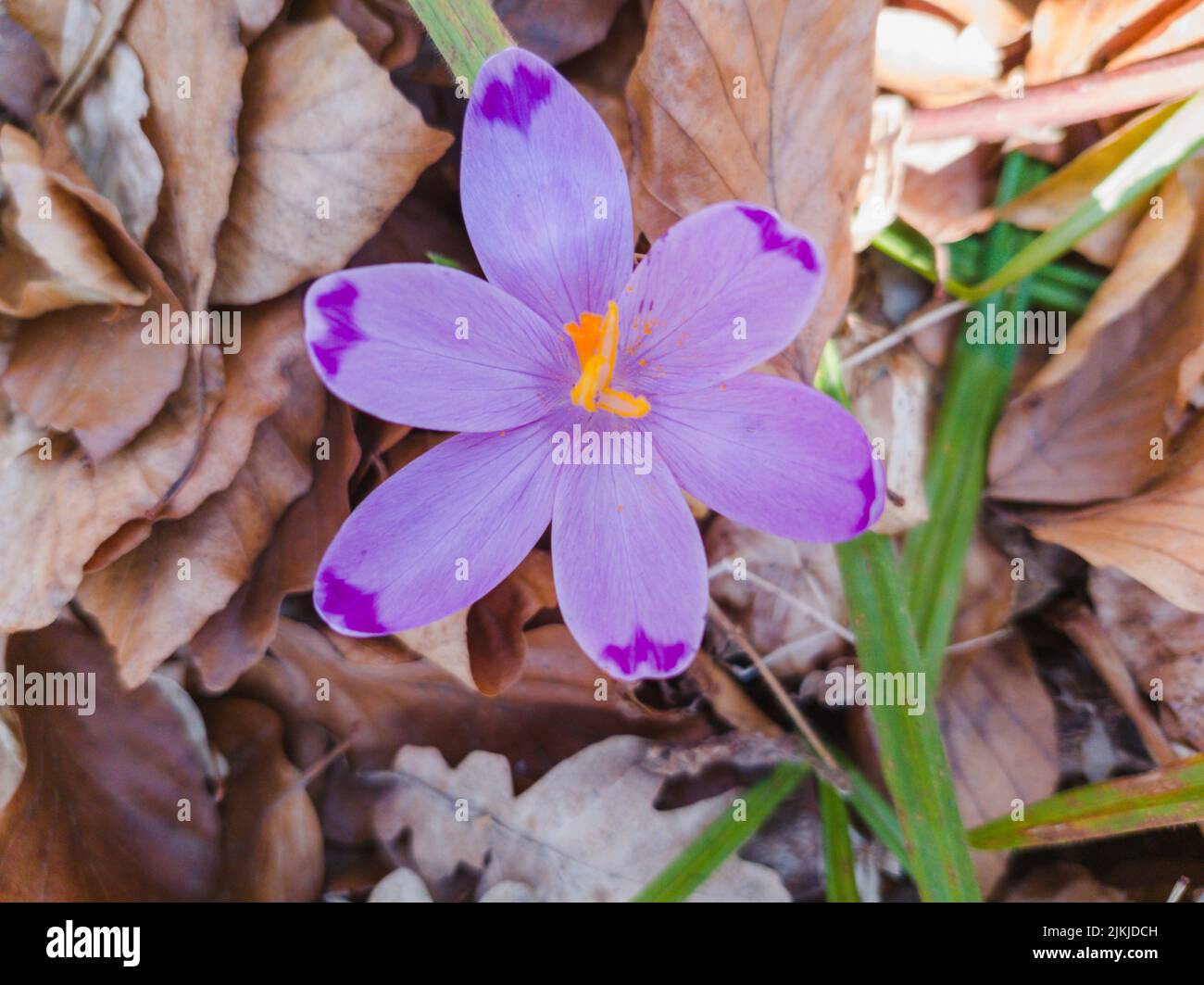 Beautiful wild purple crocus flower hi-res stock photography and images ...