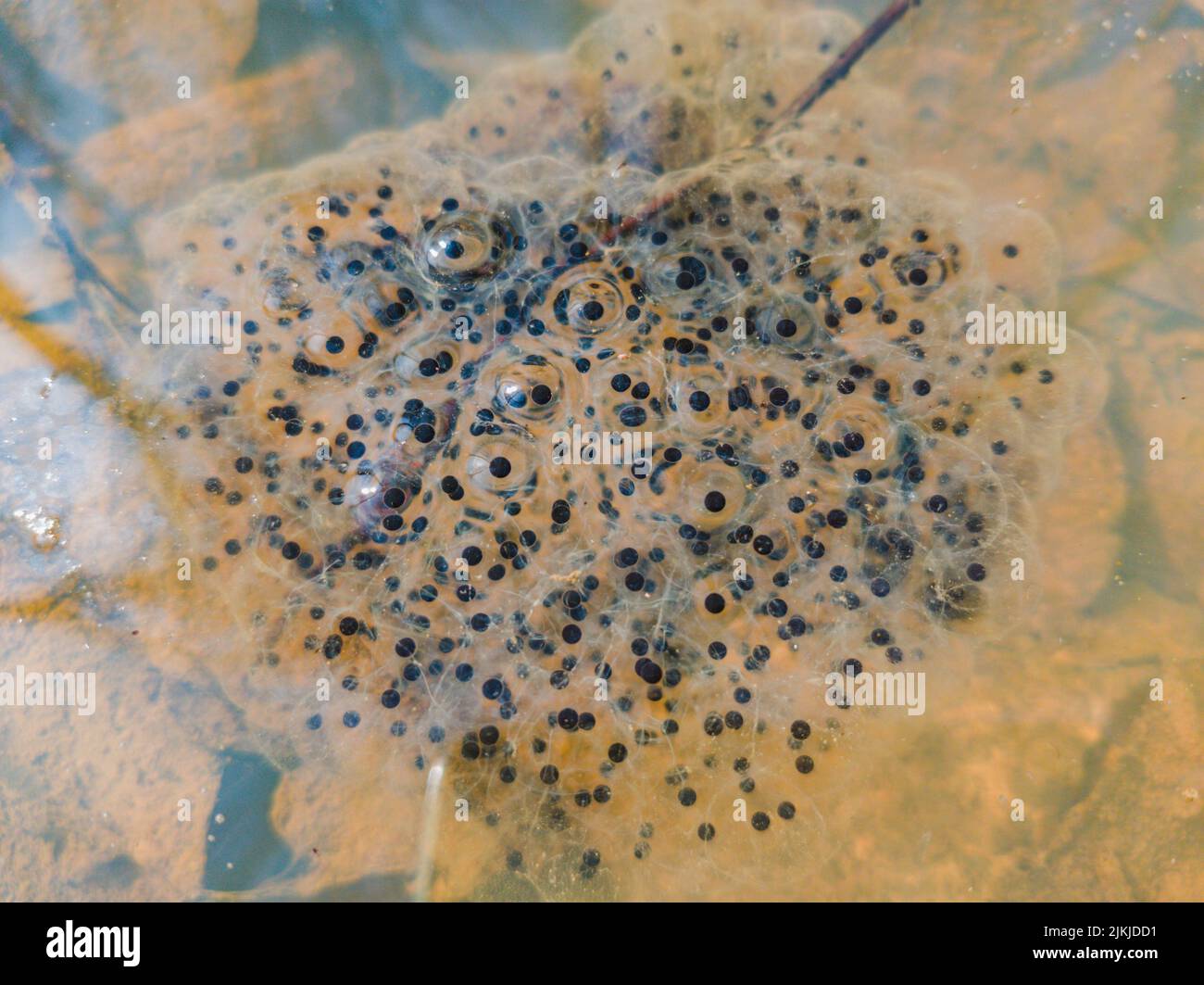 Frog Eggs To Tadpoles at Elaina Munoz blog