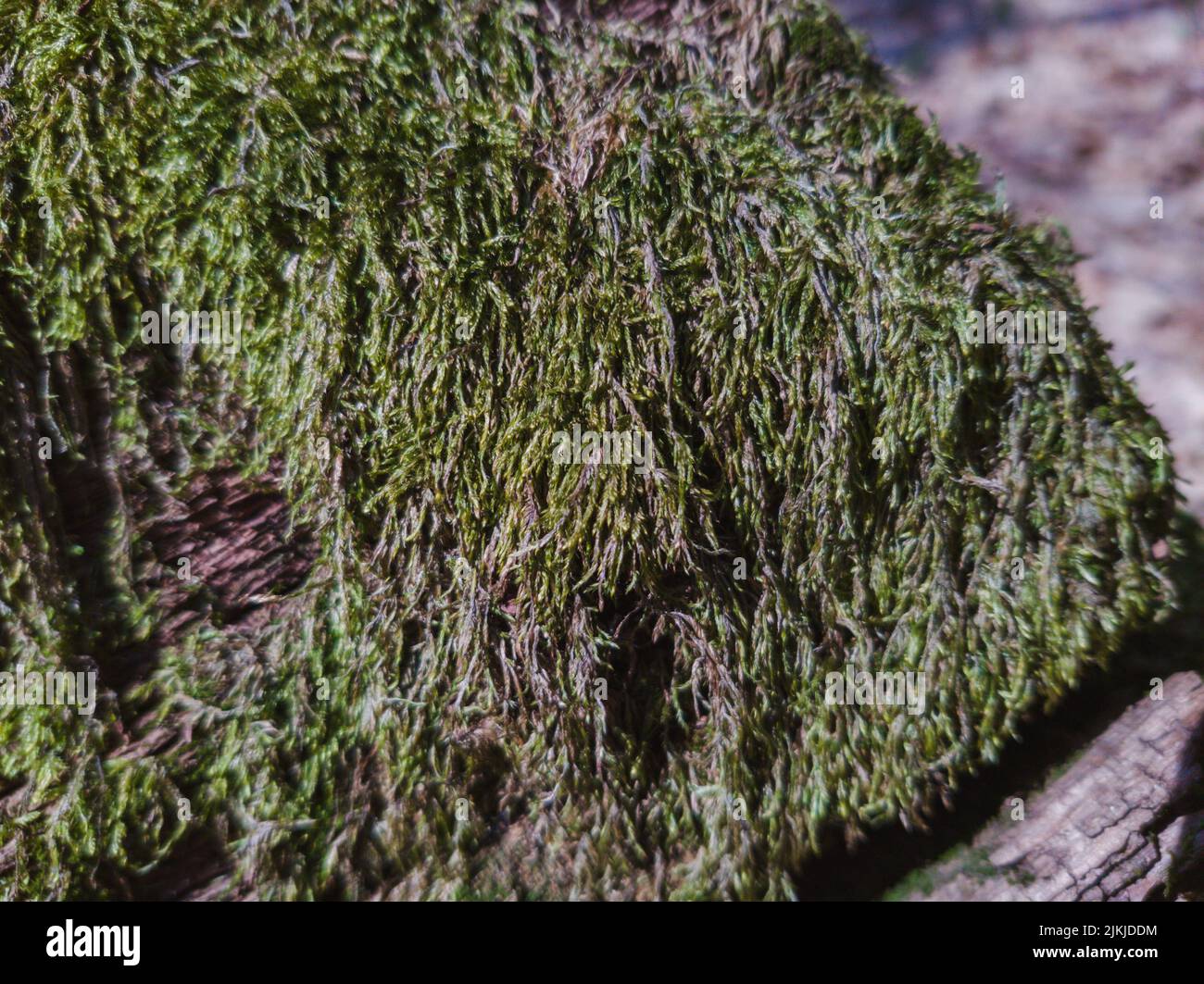 A closeup of an old mossy tree bark texture background Stock Photo - Alamy