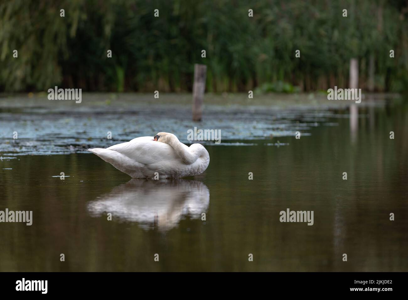 Landscape view swan swimming around hi-res stock photography and images ...