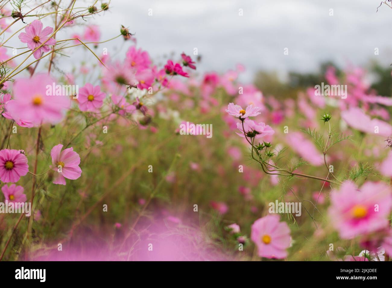 Wildflower Field of Pink Cosmos flowers on a farm with native grasses ...