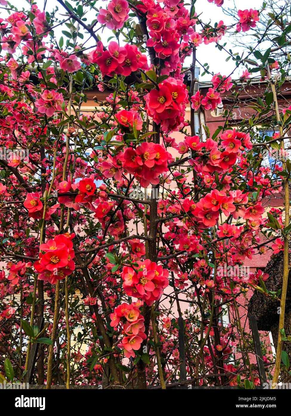 Blooming quince hi-res stock photography and images - Alamy