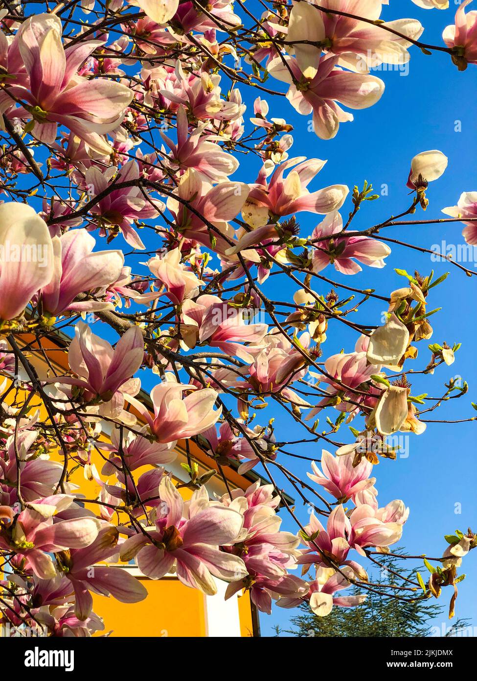Closeup beautiful magnolia blue background hi-res stock photography and ...