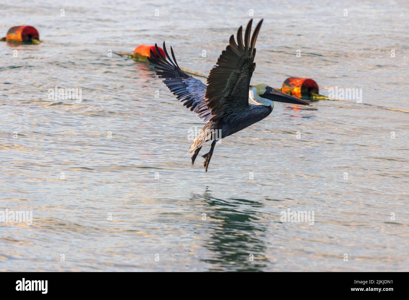 A giant brown pelican (Pelecanus occidentalis) flying over a body of ...