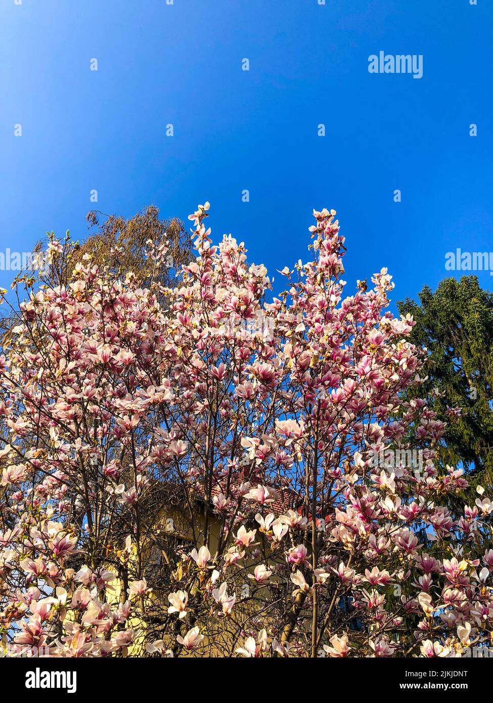 A vertical shot of a blooming tree of pink and white Magnolia flowers ...