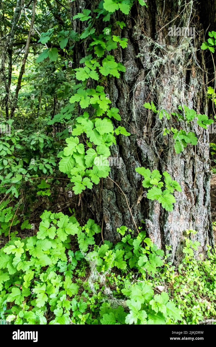 A vertical closeup shot of a large tree trunk with poison oak leaves ...