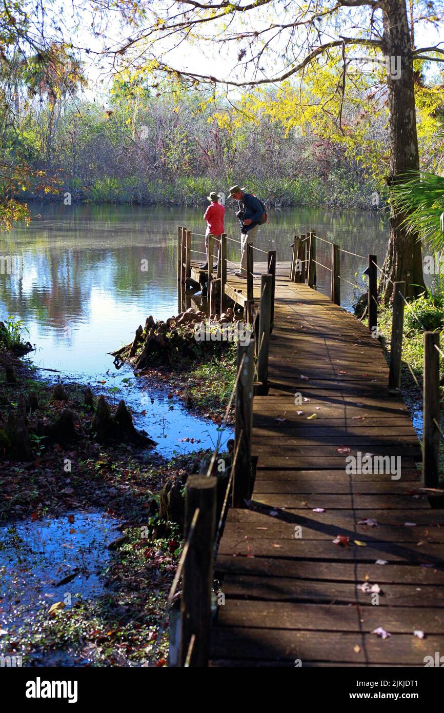 Strand of leaves hi-res stock photography and images - Alamy