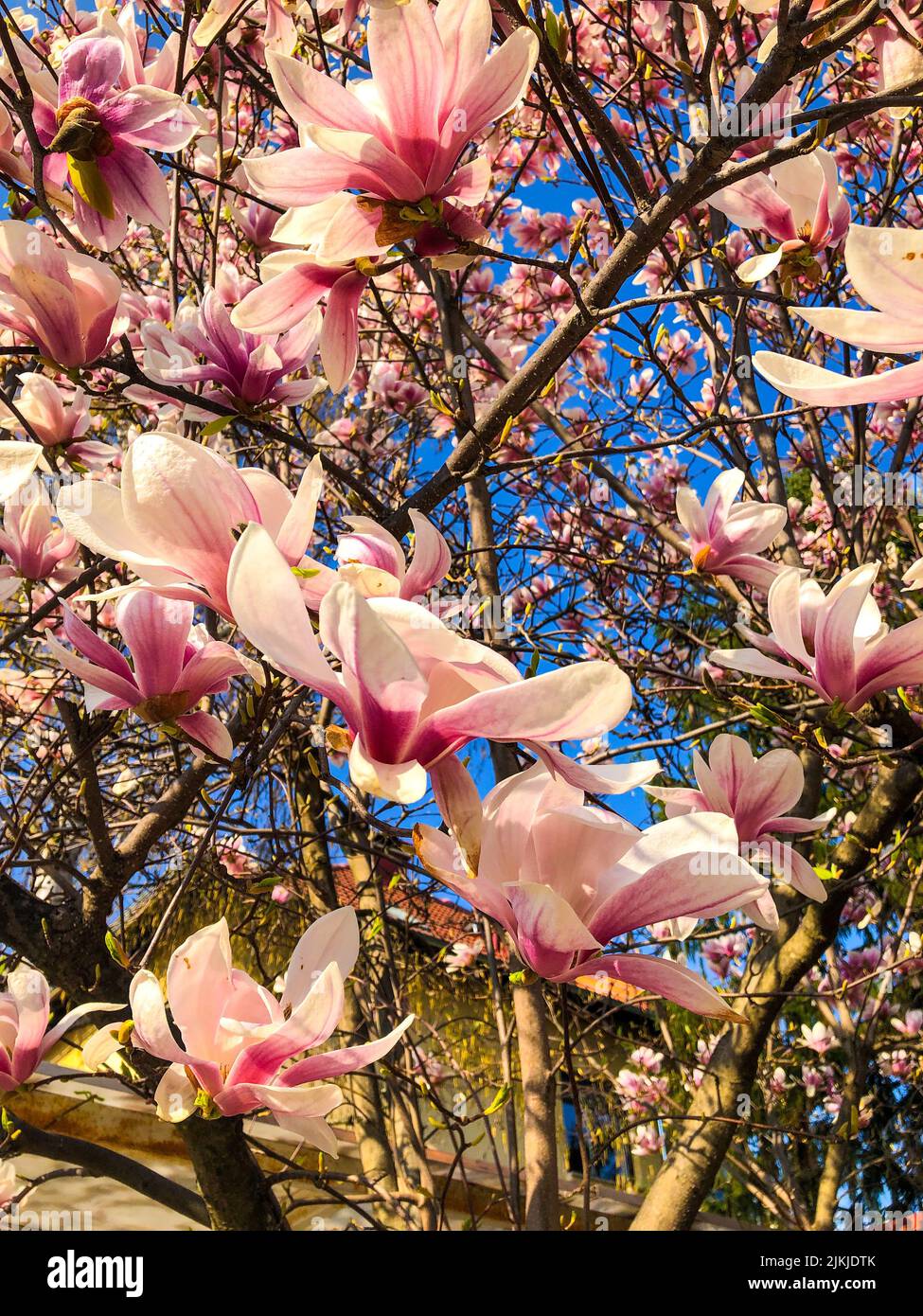 A vertical shot of pink Magnolia flowers blooming on the tree branches ...