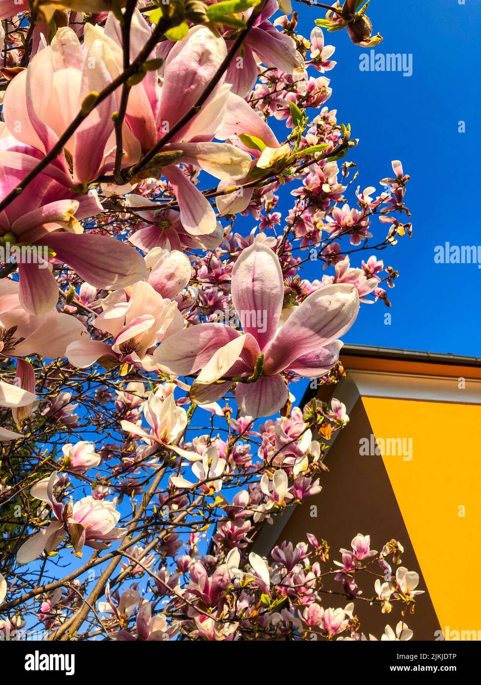 A vertical macro view of pink and white Magnolia flowers blooming on ...