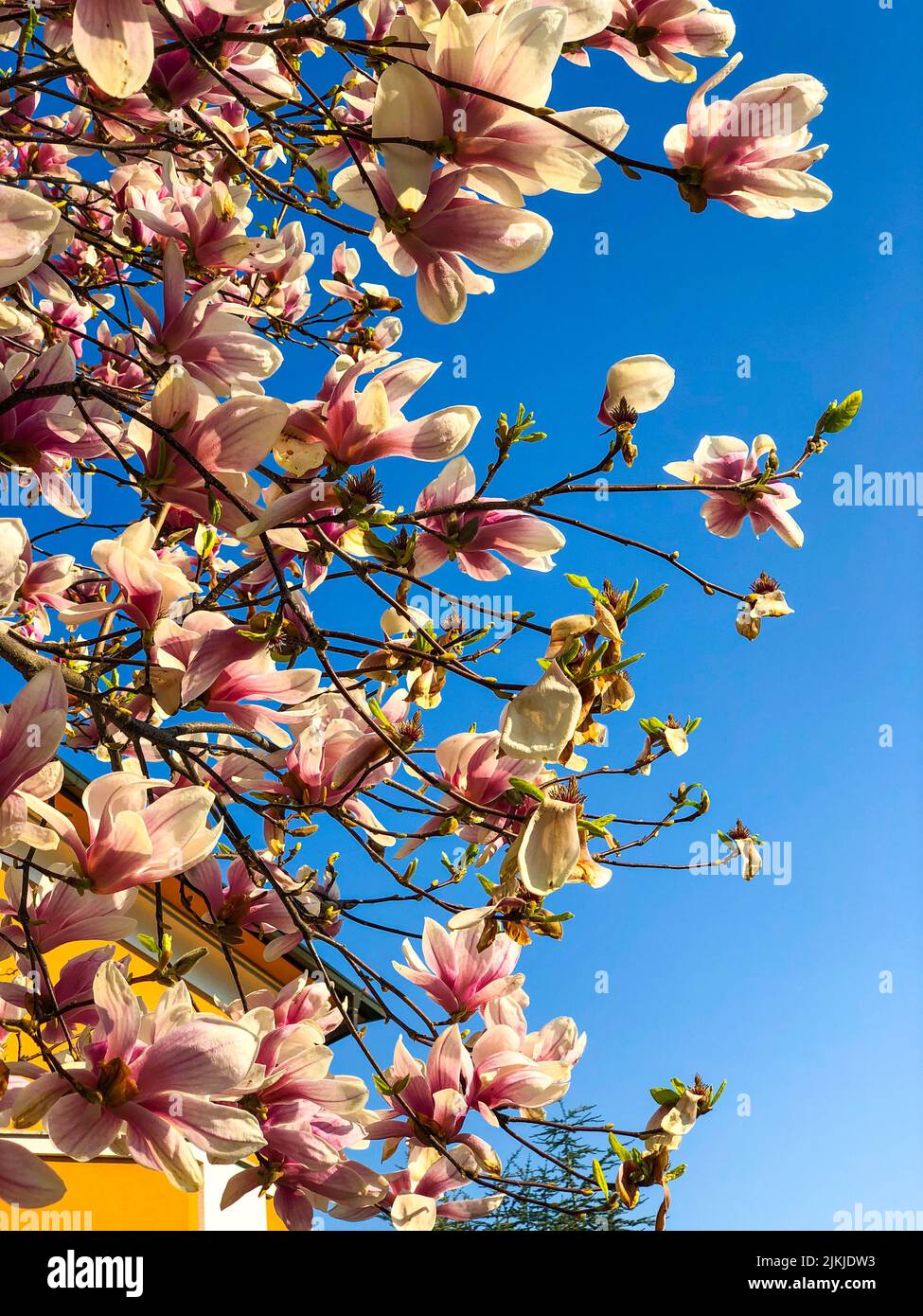 A vertical shot of the blooming Magnolia flowers on the tree branches ...
