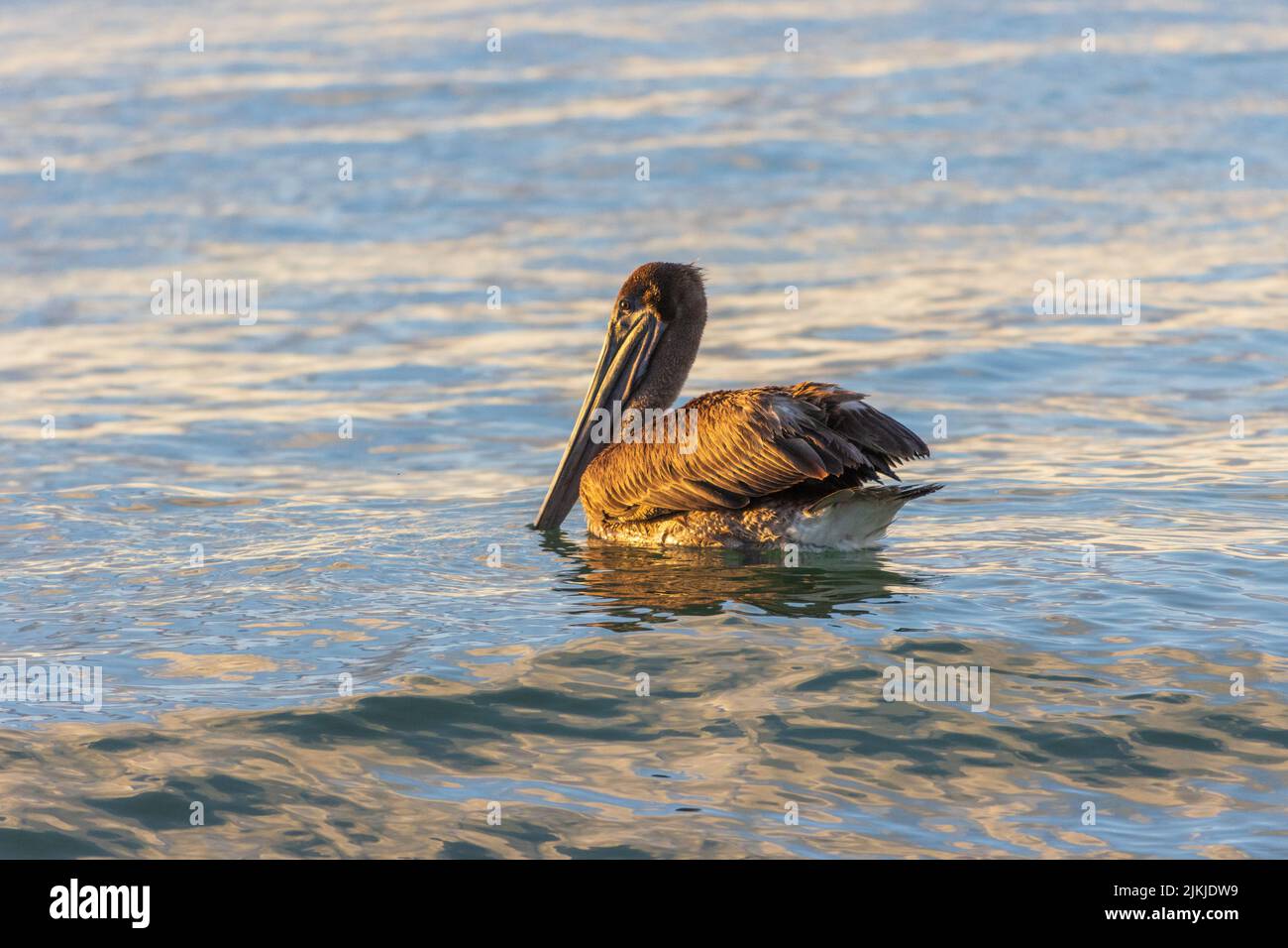 A closeup of a brown pelican (Pelecanus occidentalis) floating on a ...