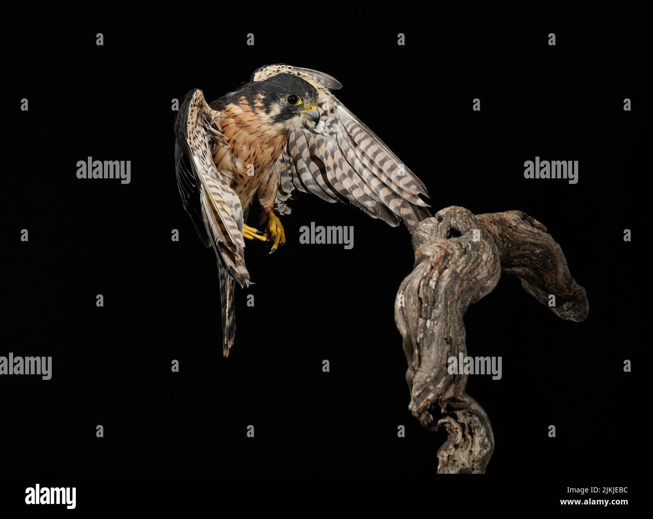 Black falcon hi-res stock photography and images - Alamy